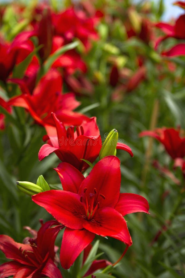 Red Lili stock image. Image of blooms, environment, colorful - 72759739