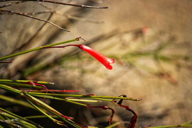 Red Lili morning stock image. Image of close, bloom - 168489659