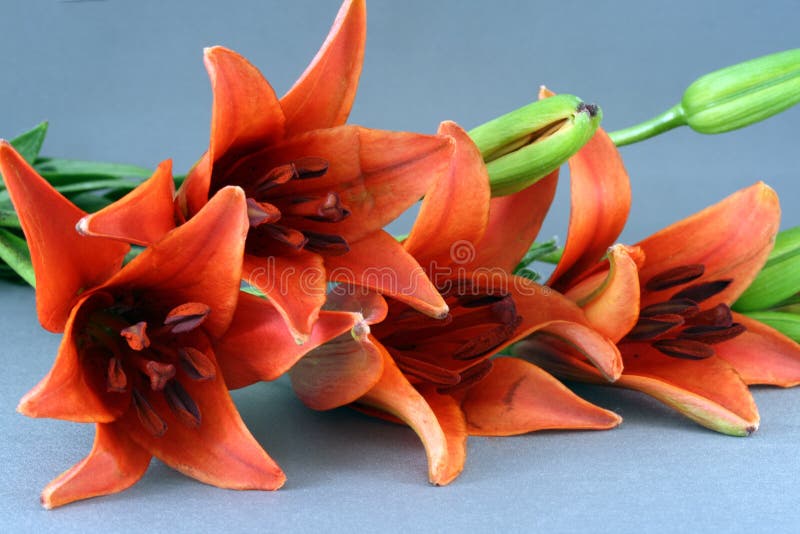 Wildshots - Photographer profile