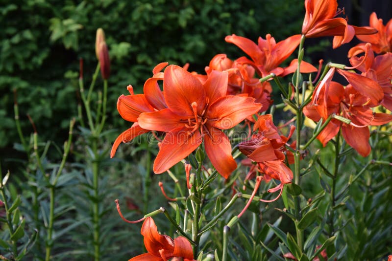 Red lilies stock image. Image of evening, middle, grandmother - 142271955