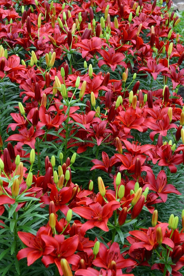 Red Lilies stock photo. Image of pollen, bloom, field - 1483954