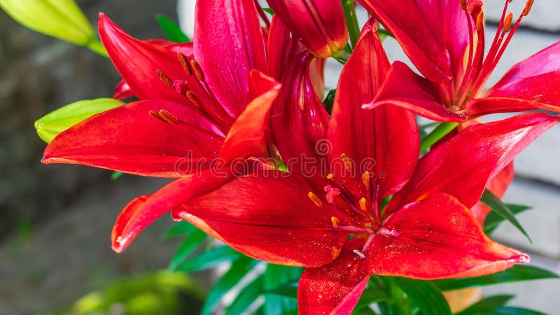 Red Lilies Against a Background of Green Leaves Stock Image - Image of ...