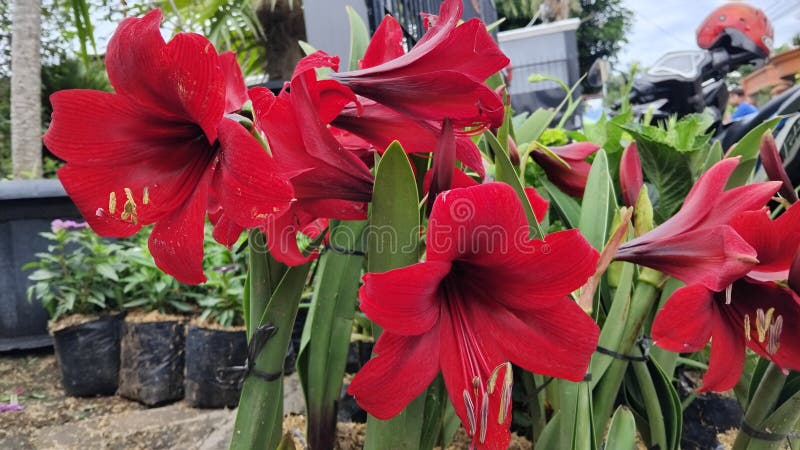 Red Lilies Bloom in a Planting Medium Stock Photo - Image of beauty ...