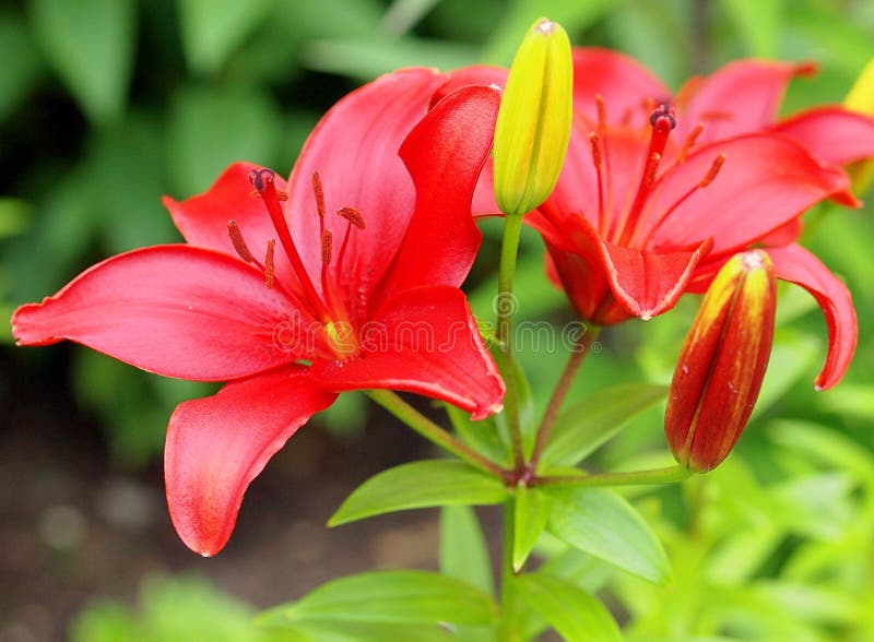 Lilies stock image. Image of petals, park, colorful, celebration - 21036089