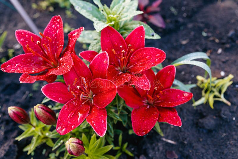 Red Lilies. Flowers are Covered with Large Drops Stock Photo - Image of ...
