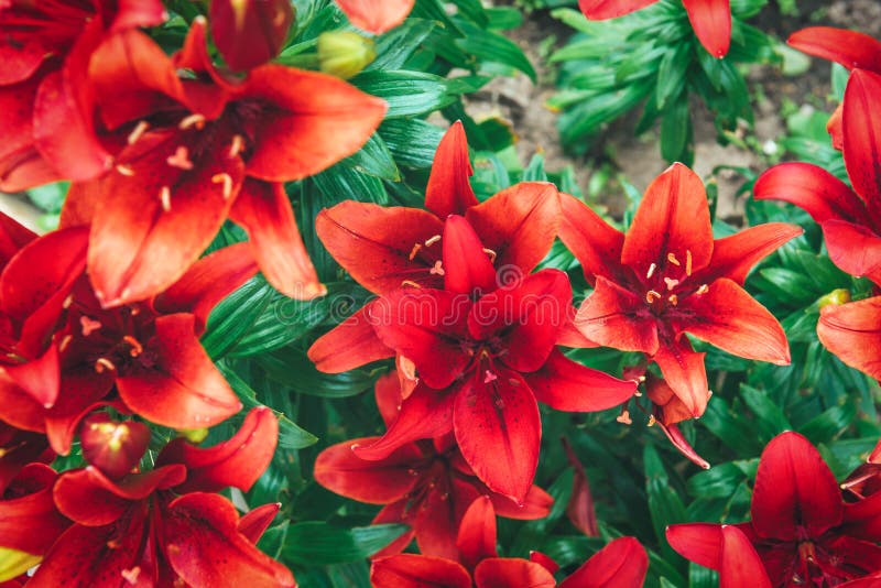 Red Lilies Growing in Garden Stock Photo - Image of closeup, floral ...