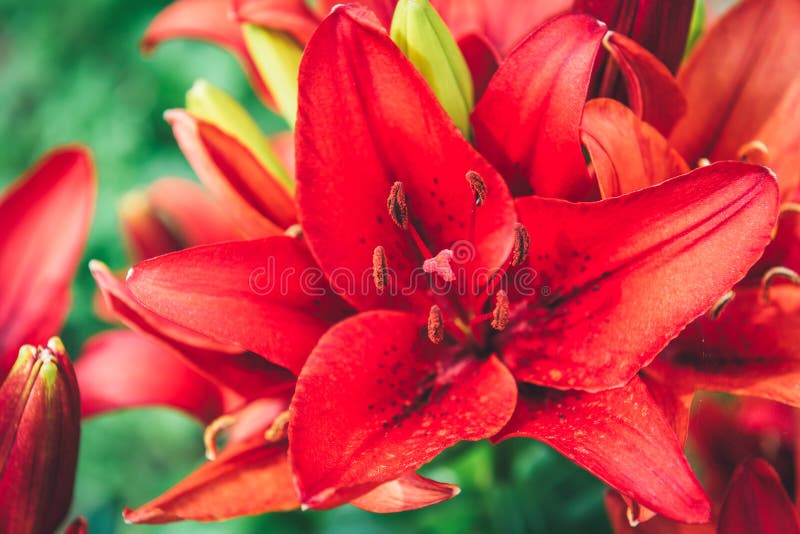 Red Lilies Growing in Garden Stock Photo - Image of leaf, blossom ...