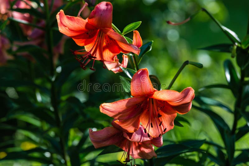 Red Lilies Growing in the Garden Stock Image - Image of floral, fresh ...