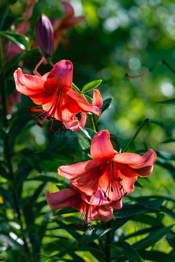 Red Lilies Growing in the Garden Stock Image - Image of botanical ...