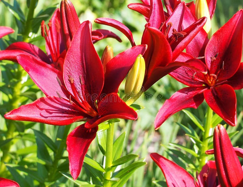 Red Lilies stock photo. Image of seasonal, buds, stamens - 43035010