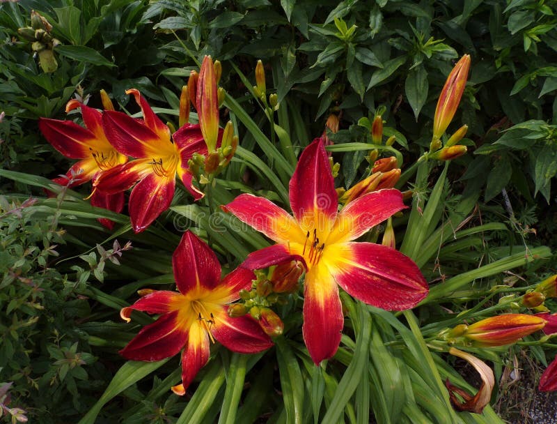 Red Lilies stock image. Image of lily, leaf, garden - 251827303