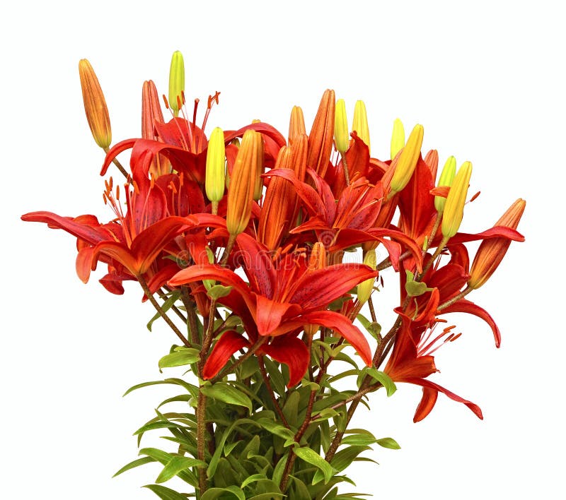 A red lilium bouquet stock image. Image of composition - 32684527