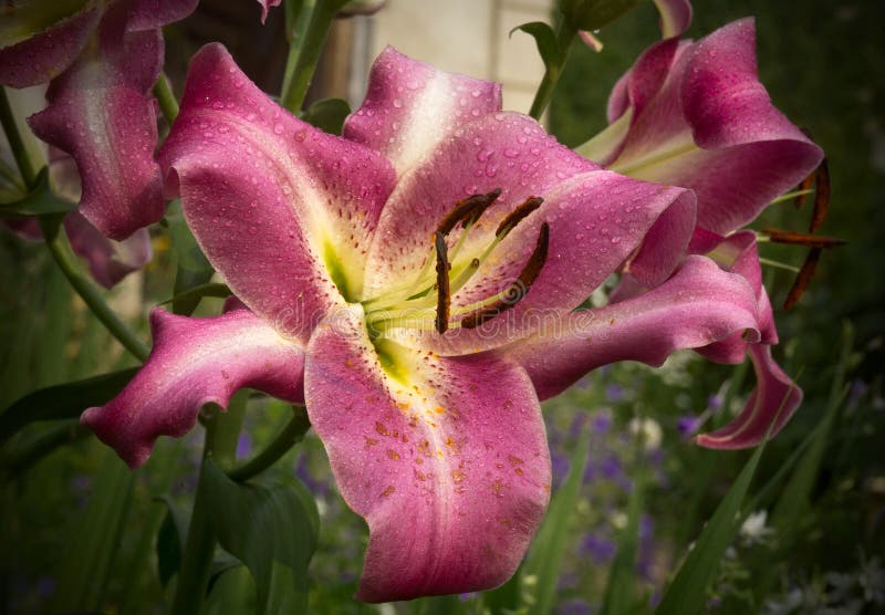 Red lilium stock photo. Image of blooming, flora, macro - 84954110