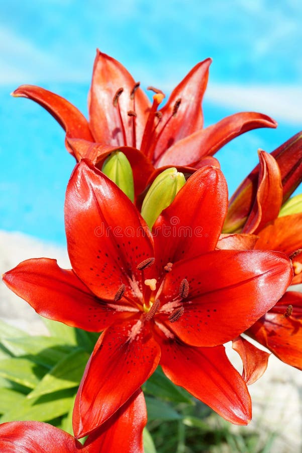 Red Lilium Flowers stock photo. Image of floral, colorful - 55341876