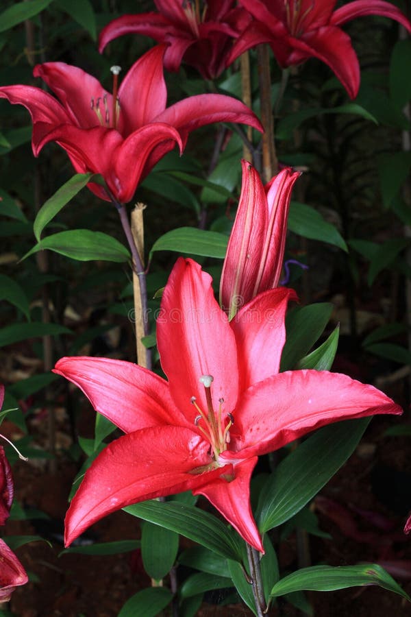 Red lilly stock image. Image of beauty, blossoming, botanical - 29125681