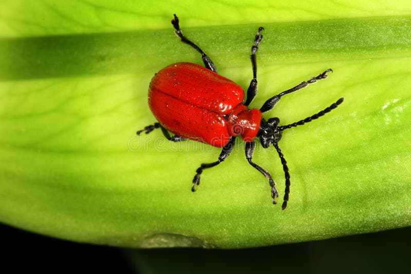 Red Lilly Beetle stock photo. Image of eradicate, insect - 26407352