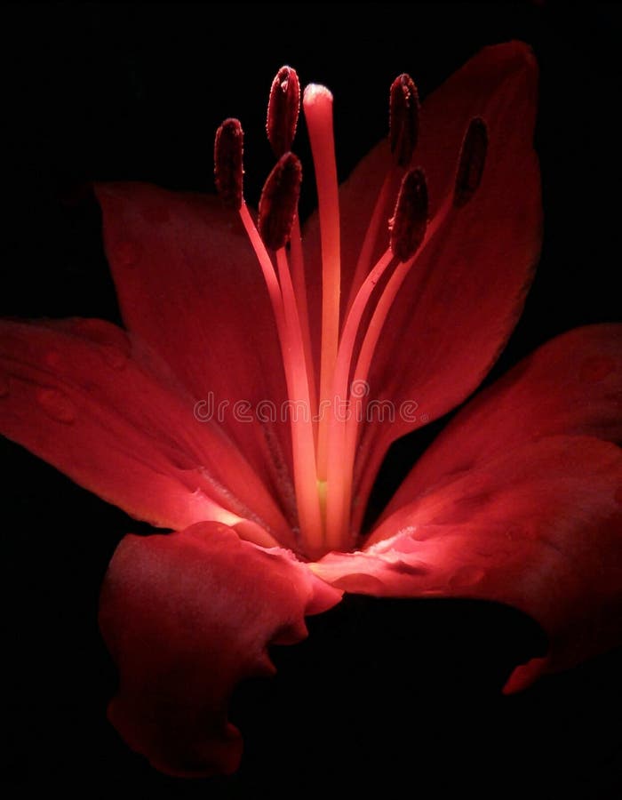 Red lilly stock photo. Image of flower, water, lilly - 38844862