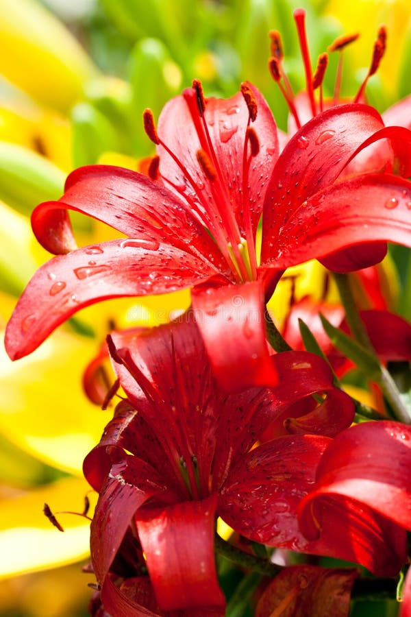 Red lilly flower stock image. Image of plant, macro, lily - 27341097