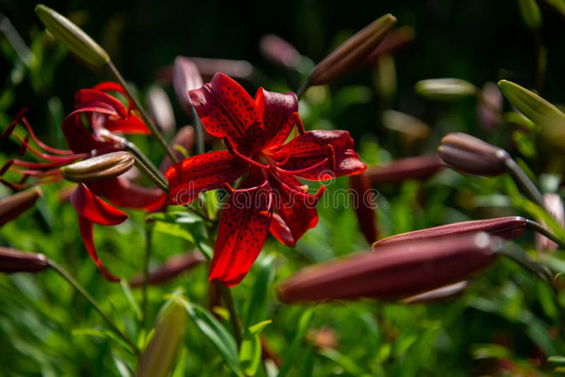 Red Lilly Flower Blooming in Garden Stock Image - Image of wildflower ...