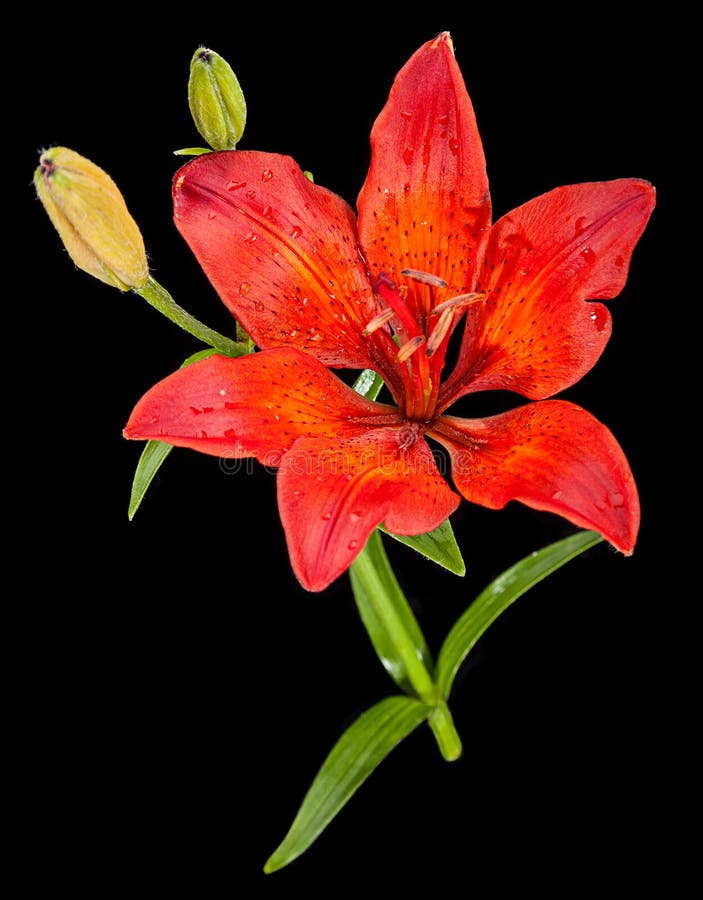Red lilly flower stock image. Image of flower, floral - 43711373