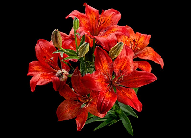 Red lilly flower stock photo. Image of spring, plant - 45252406