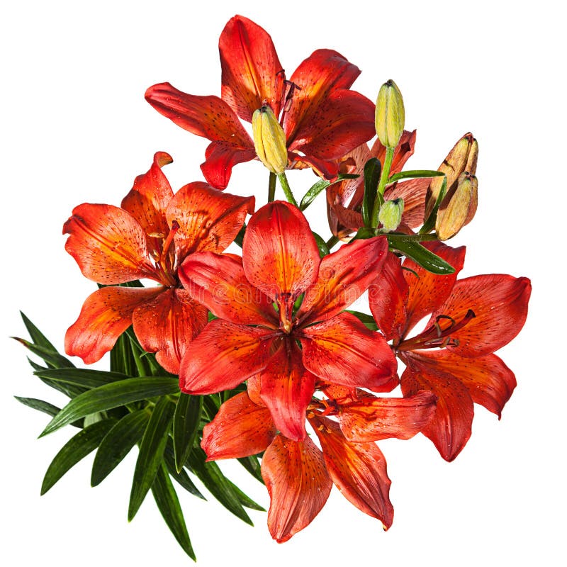 Red lilly flower stock image. Image of blossom, floral - 41238089
