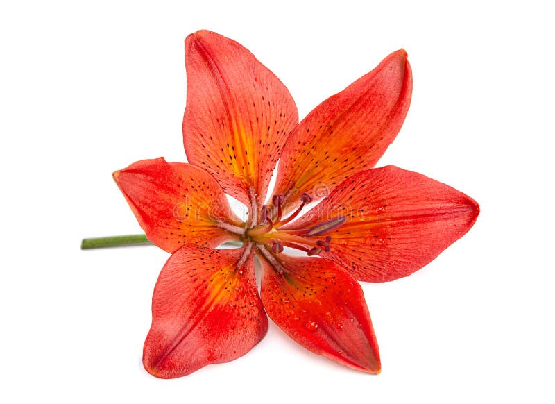 Red lilly flower stock image. Image of white, blossom - 41520783