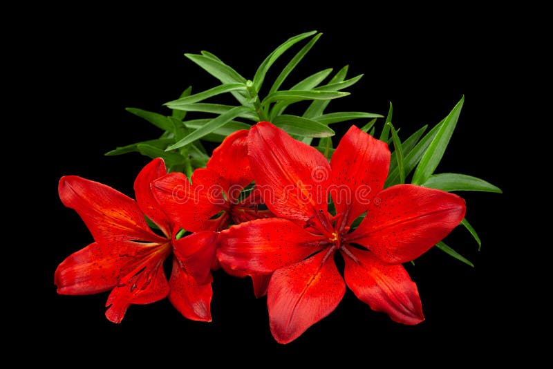 Red lilly flower head stock photo. Image of isolated - 197748892