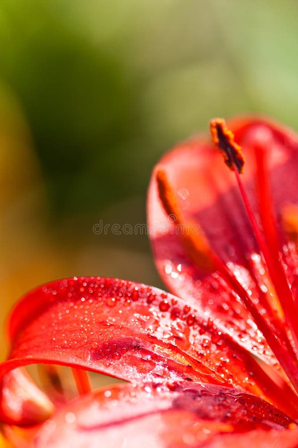 Red Lilly Flower with Water Drops Stock Photo - Image of raindrop ...