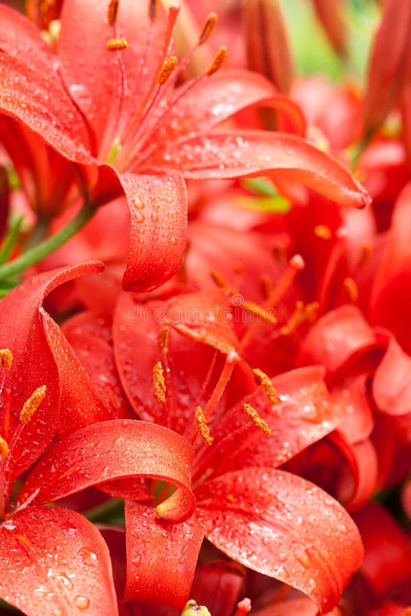 Red lilly flowers stock photo. Image of garden, floral - 25845446