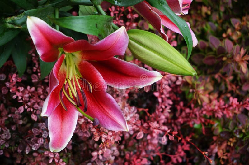 Red lilly flowers texture stock photo. Image of closeup - 123738772