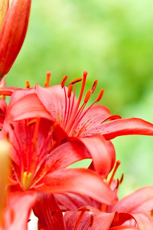 Red lilly flowers stock photo. Image of macro, floral - 25513090