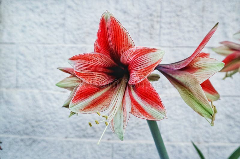 Red Lilly Flowers in the White Stone Wall Background. Stock Photo ...