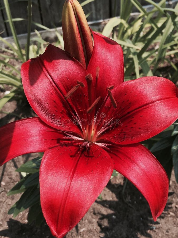 Beautiful Red Asiatic Lilly Stock Image - Image of beautiful, asiatic ...