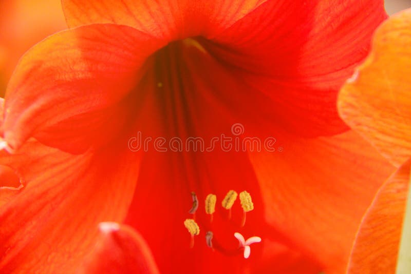 Red Lilly pollen,Macro stock image. Image of bouquet - 128820637