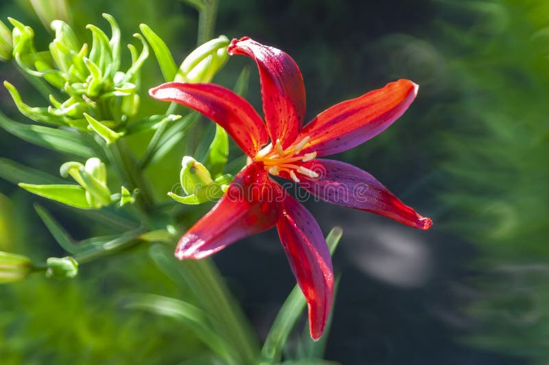 Red lilly stock image. Image of petal, nature, garden - 252629129