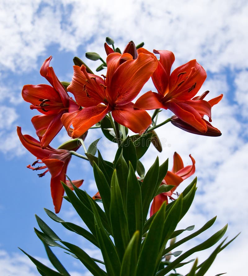 Red lily stock photo. Image of contrast, lilies, bouquet - 10130866