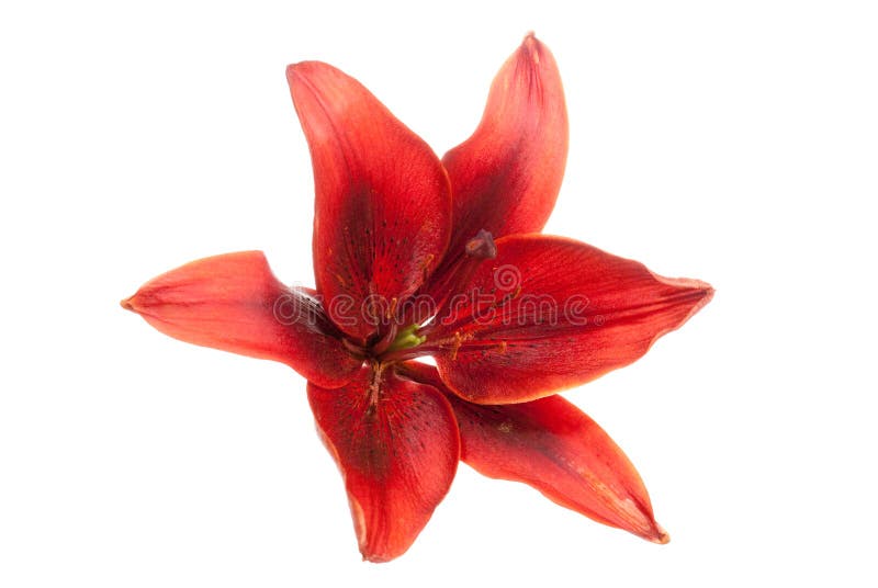 Red lily stock photo. Image of macro, plant, beauty, inflorescence ...