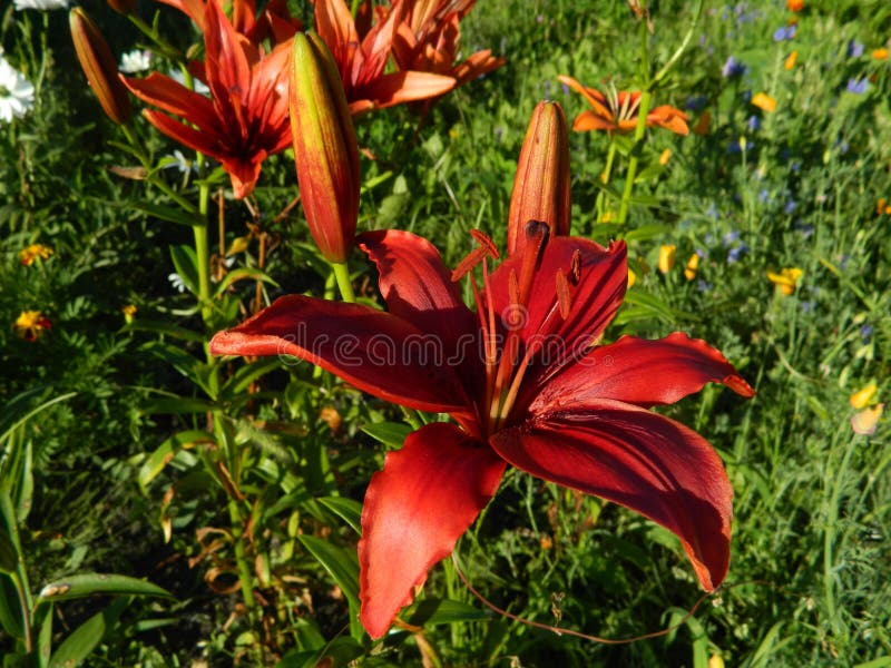 Red Lily Flowers in the Garden Stock Photo - Image of plants, lilies ...