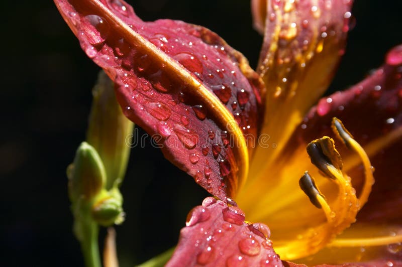 Red lily stock photo. Image of lily, garden, tiger, exotic - 286906