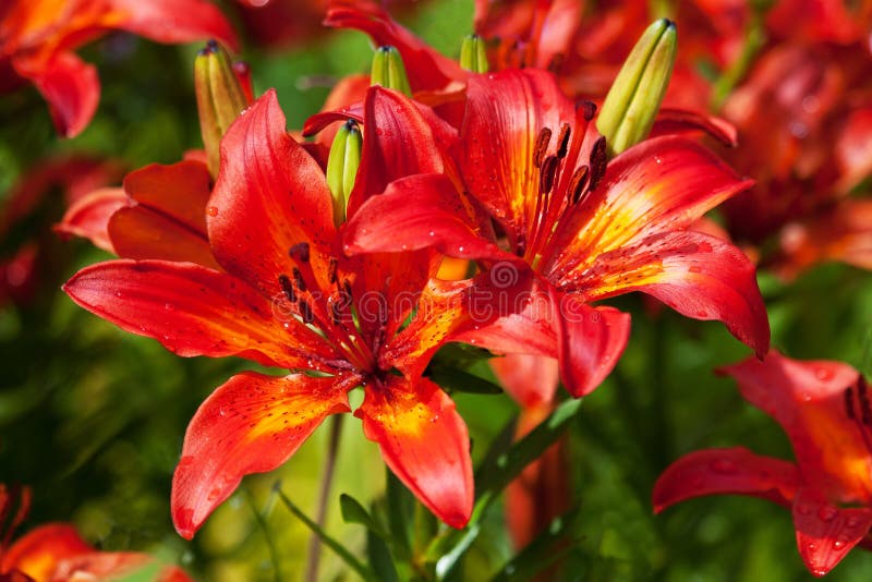 Red lily stock image. Image of stamen, petal, flora, scarlet - 28995095