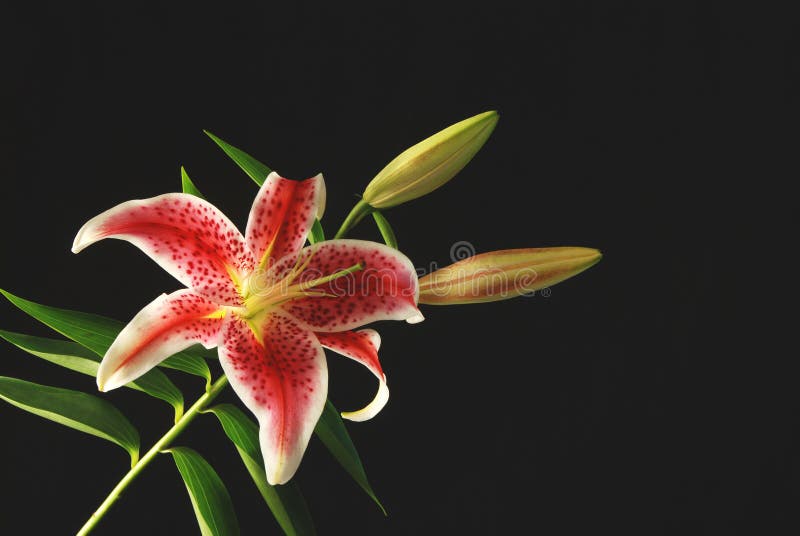 Red Lily Picture. Image: 4466618