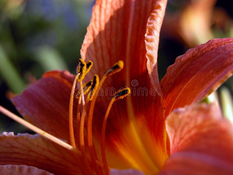 Red Lily Picture. Image: 494916