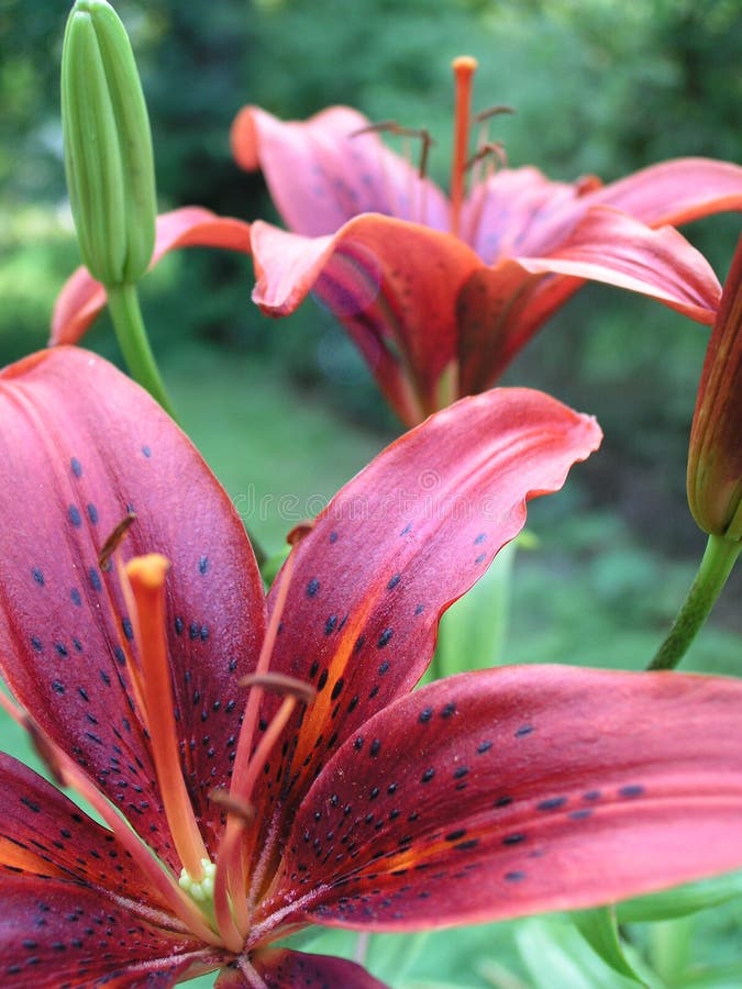 Red Lily stock photo. Image of flower, natural, lily, wallpaper - 49620