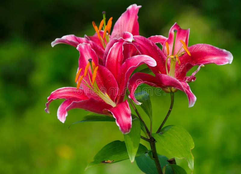 Red lily stock image. Image of blossom, pistil, stamen - 6554569