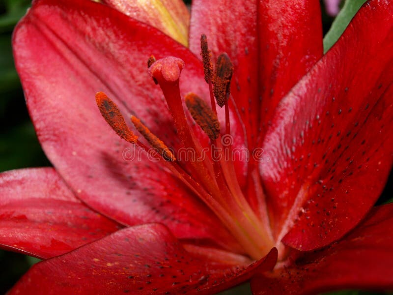 Red Lily stock image. Image of outside, botanic, closeup - 9895071