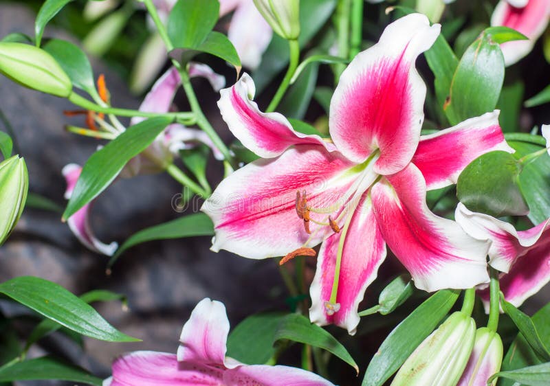 Red lily stock photo. Image of stamen, stamp, garden - 35718164