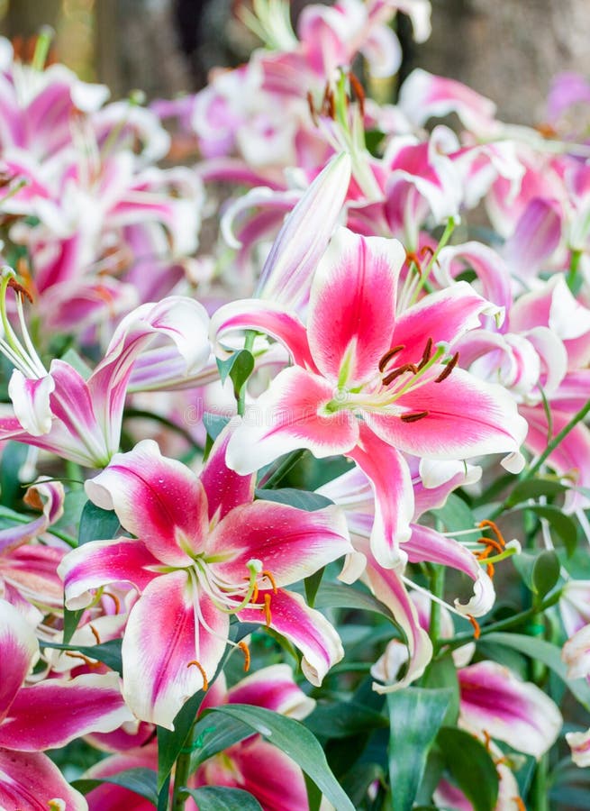 Red lily stock image. Image of flower, brown, scar, seed - 36266873