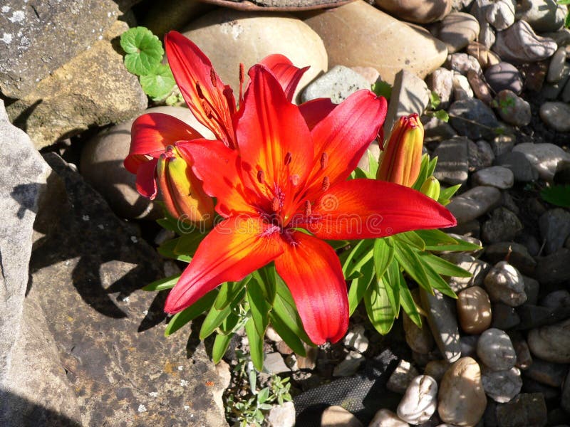 Red lily stock photo. Image of jump, freshness, graveln - 73008080