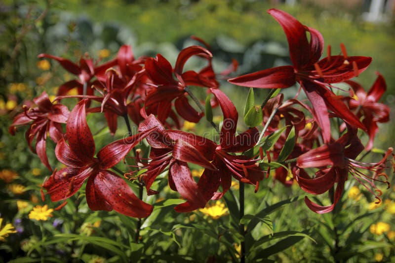 Red Lily Blooms Beautifully, Close-up Stock Photo - Image of nature ...